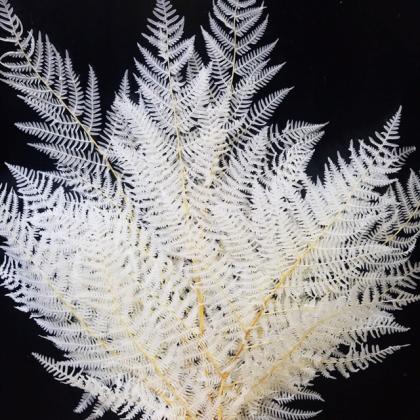 Pacific Coast Floral