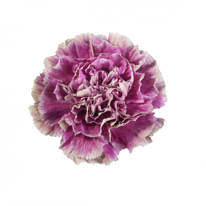 All products | Pacific Coast Floral