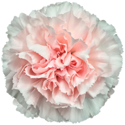 All products | Pacific Coast Floral