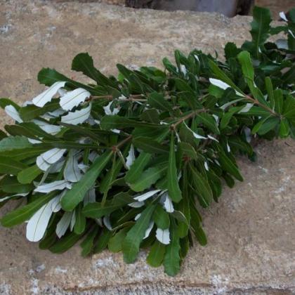 All products | Page 5 | Pacific Coast Floral