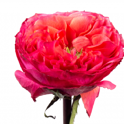 All products | Pacific Coast Floral