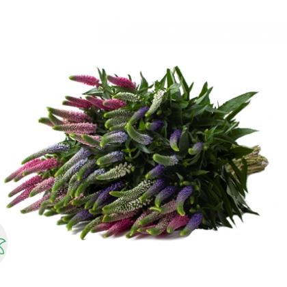 All products | Page 7 | Pacific Coast Floral