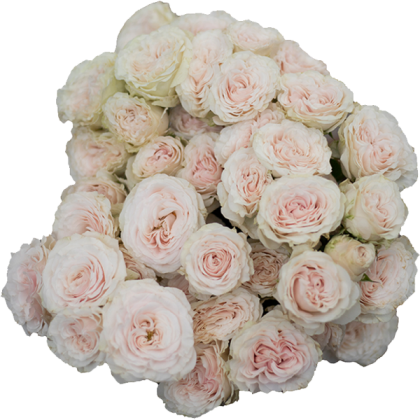 All products | Page 6 | Pacific Coast Floral