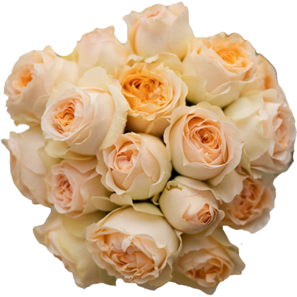 All products | Page 6 | Pacific Coast Floral