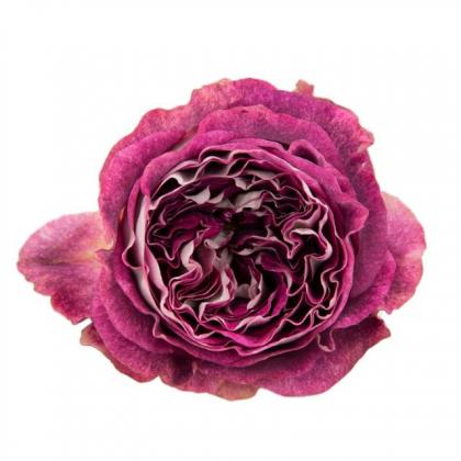 All products | Page 6 | Pacific Coast Floral