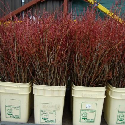 All products | Pacific Coast Floral